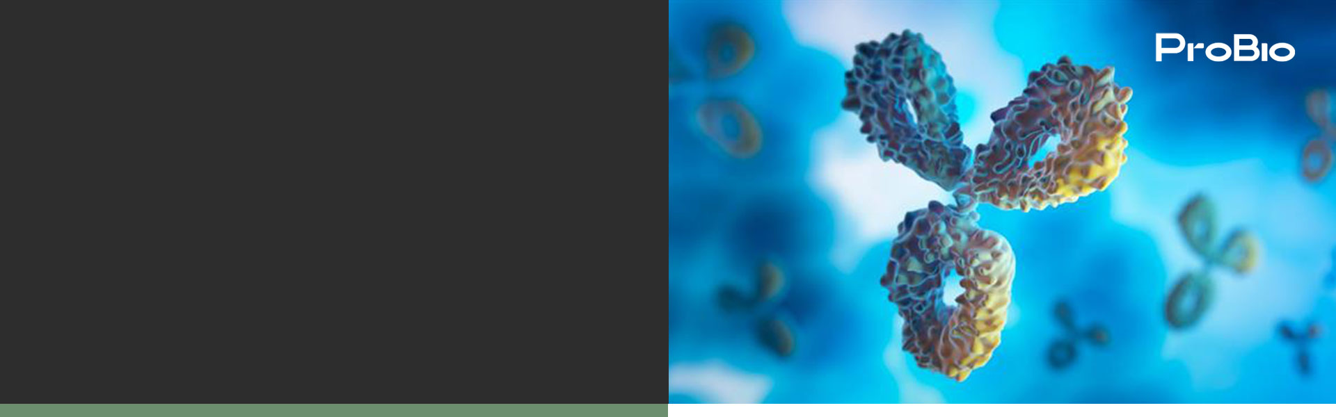 End-to-End CDMO Service - ProBio